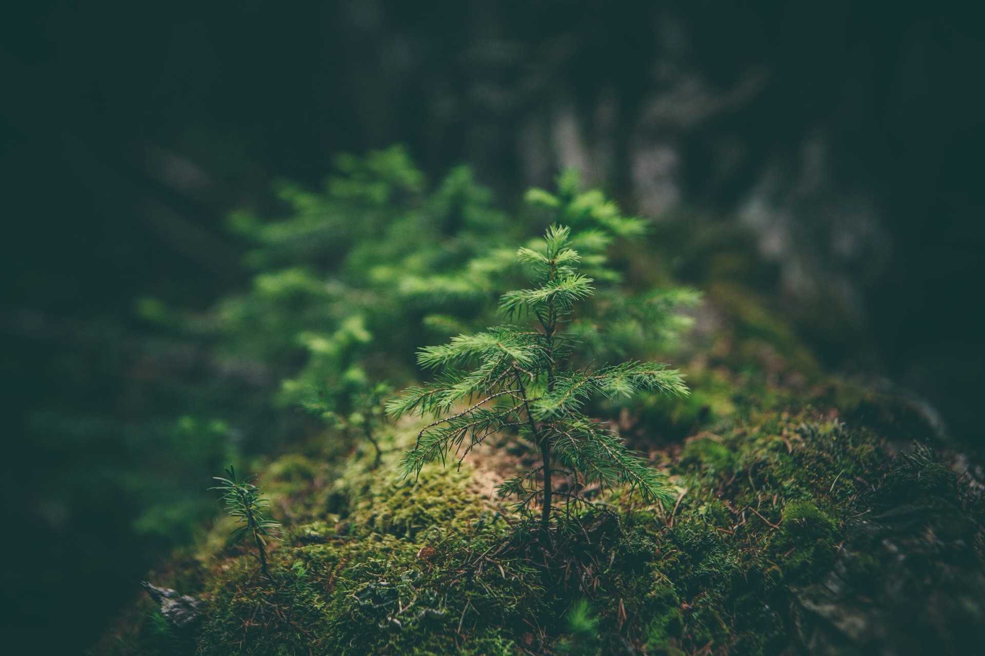 Home | Web Portal | Friends of Karura Forest